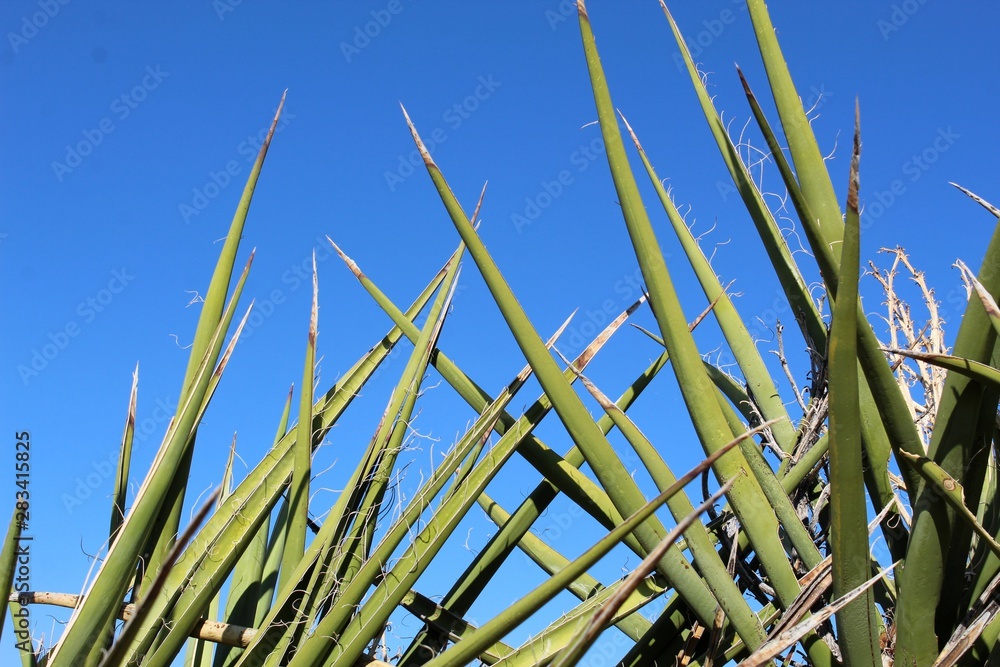 Mojave Yucca is the common language for a sharp leaved member of native ...