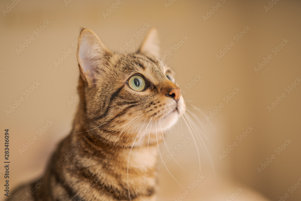 Cute short hair cat looking curious and snooping at home Stock Photo ...