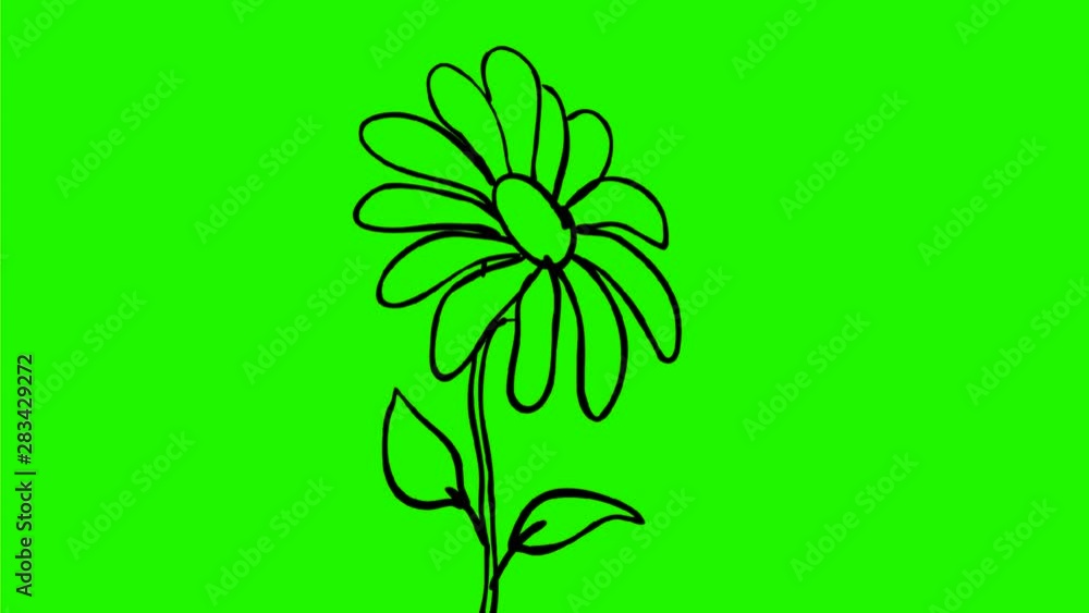 2d Animation motion graphics drawing of a daisy flower plant blowing ...