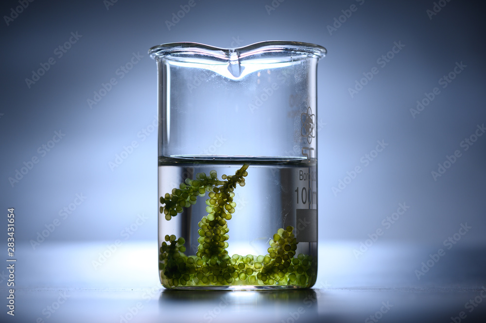 Algae seaweed in science experiments, laboratory research Stock Photo ...