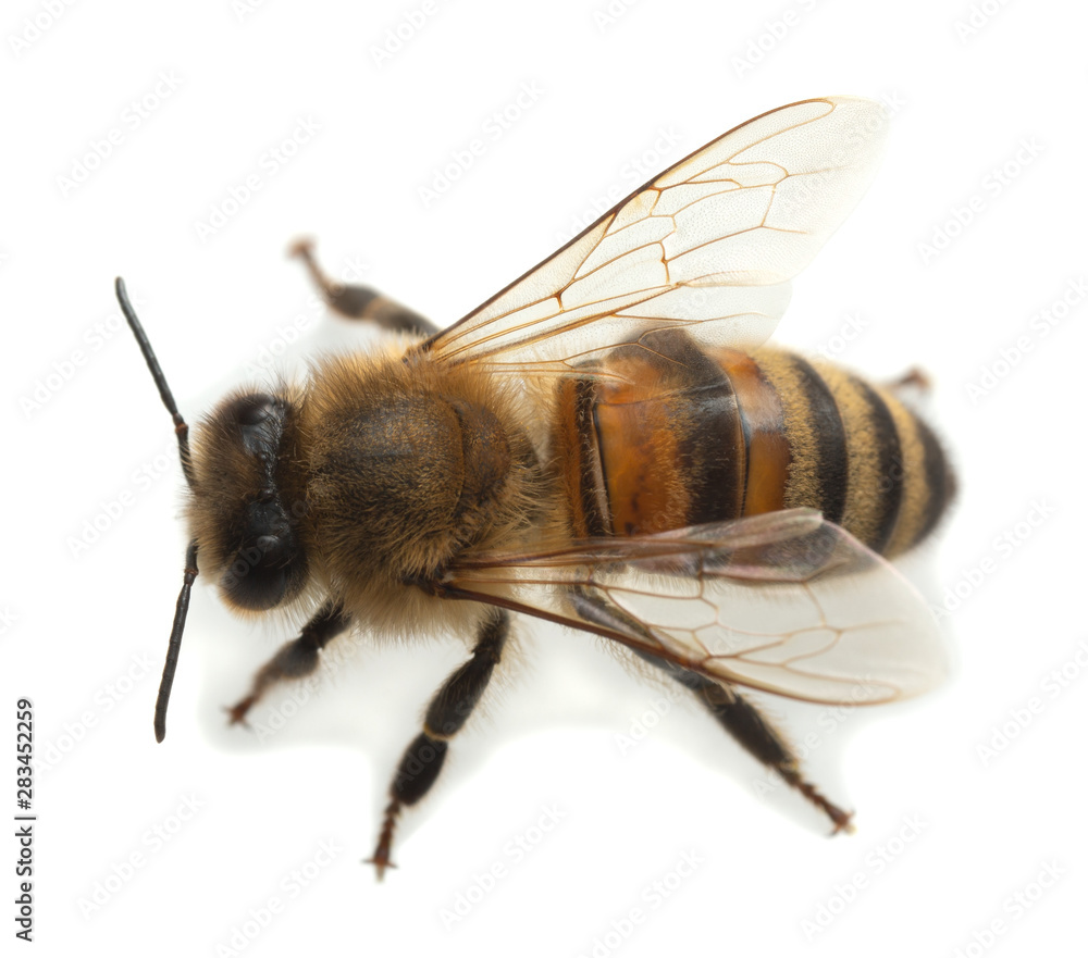 European honey bee, apis mellifera isolated on white background Stock ...