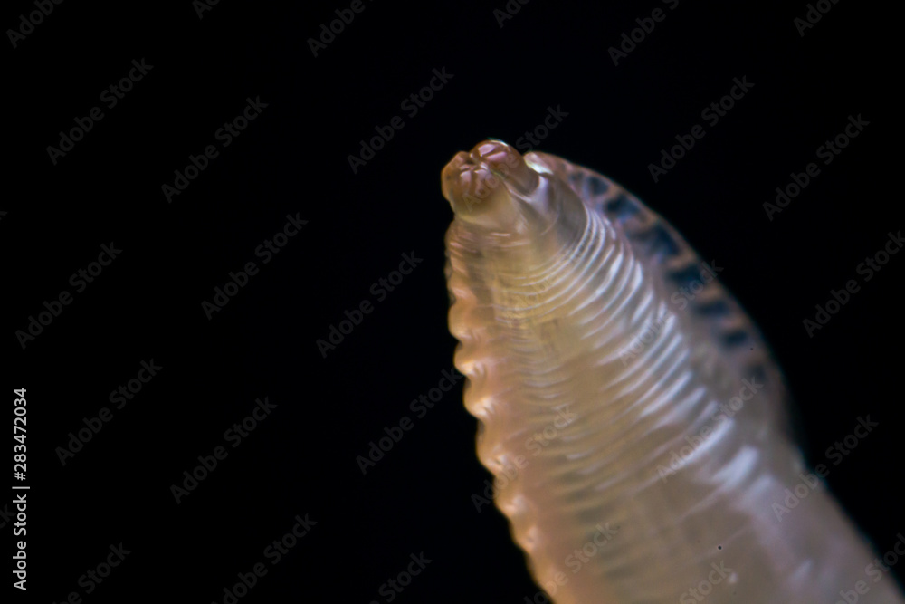 Póster Macro photo of Toxocara canis, dog roundworm – Cuadro para Pared ...