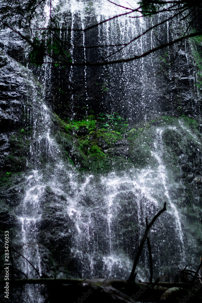 high waterfall in dark forest dark green plants around, logs below of ...