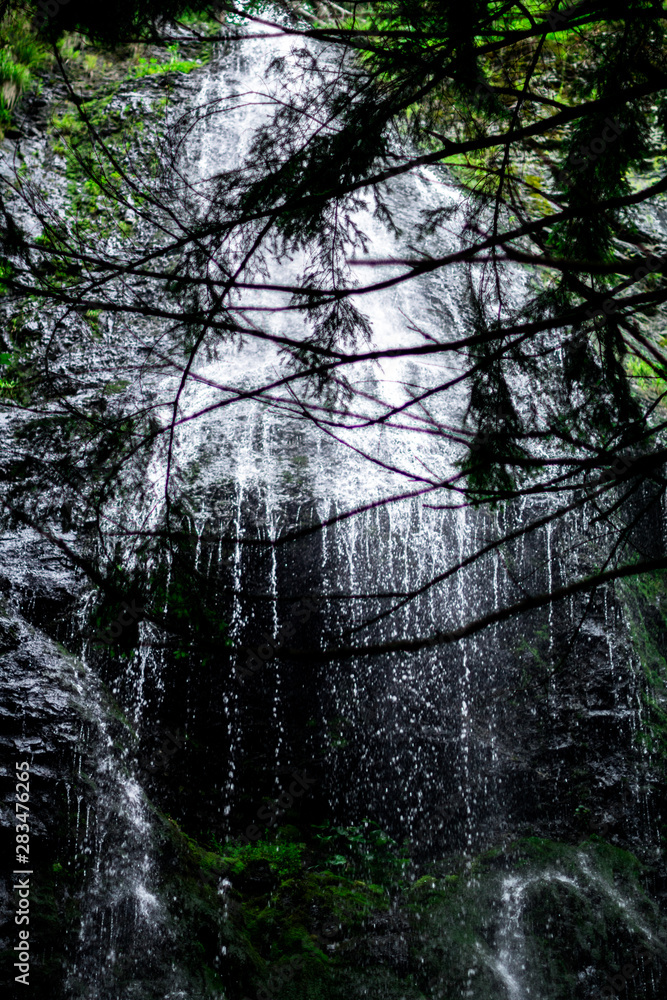 high waterfall in dark forest dark green plants around, logs below of ...