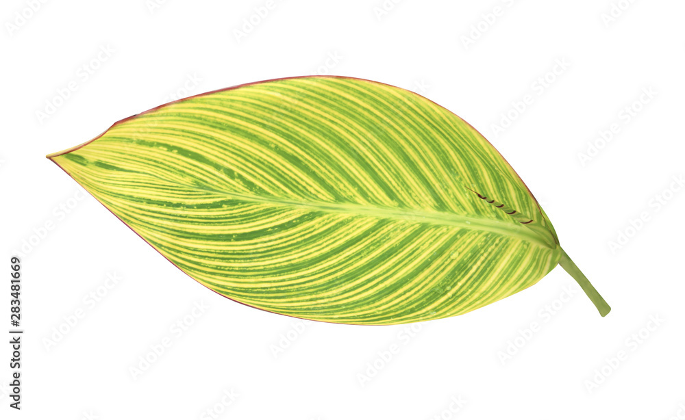 Colorful single yellow leaf with green line vien patterns and water ...