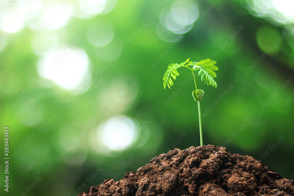 Seed Growing Background