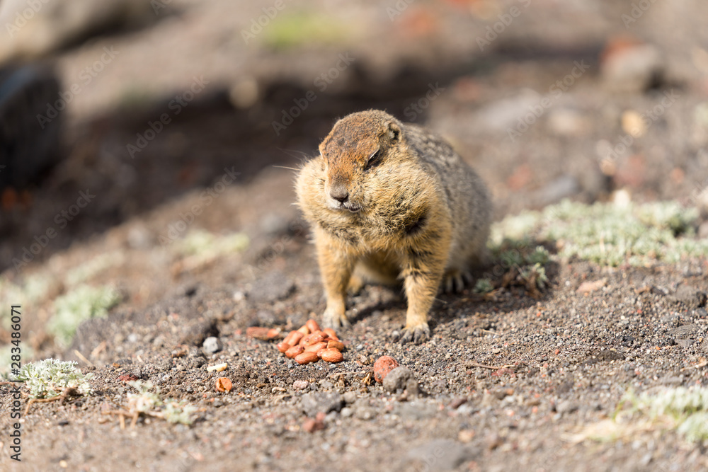 Portrait of a brave curious ground squirrel (Latin: Spermophilus. Also ...