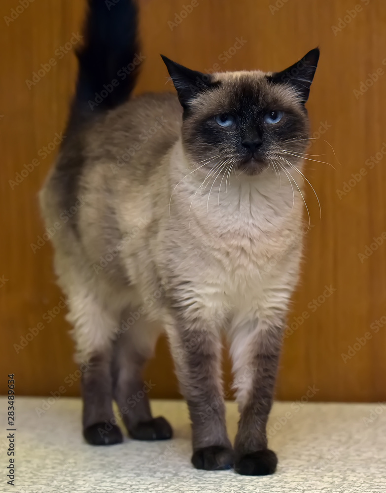 Close Portrait Shot Long Haired Female Siamese Cat Stock