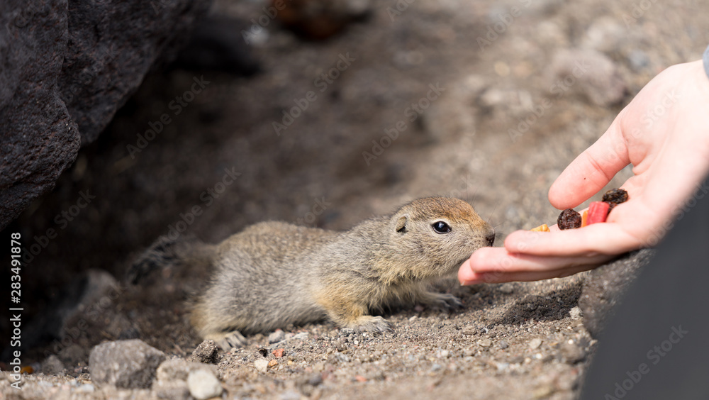 Portrait of a brave curious ground squirrel (Latin: Spermophilus. Also ...