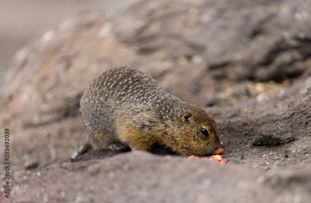 Portrait of a brave curious ground squirrel (Latin: Spermophilus. Also ...