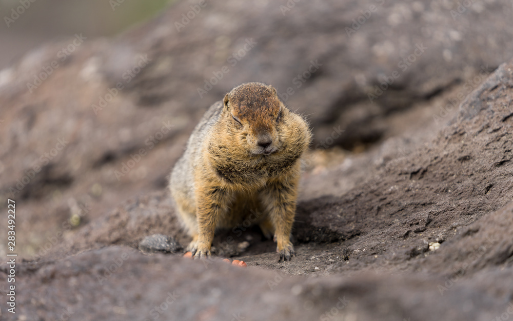 Portrait of a brave curious ground squirrel (Latin: Spermophilus. Also ...