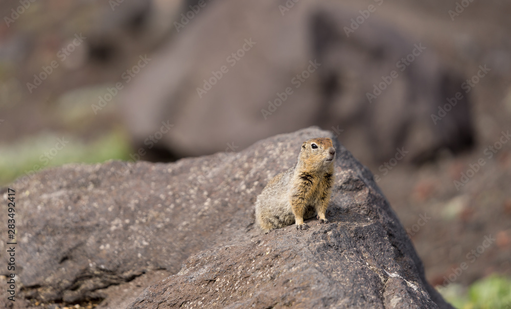Portrait of a brave curious ground squirrel (Latin: Spermophilus. Also ...