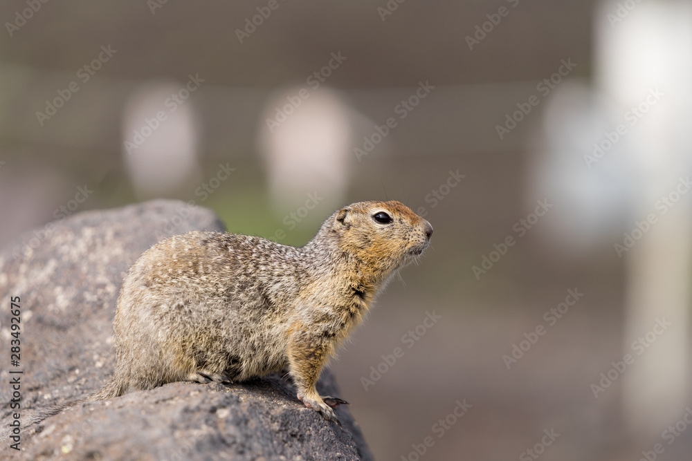 Portrait of a brave curious ground squirrel (Latin: Spermophilus. Also ...