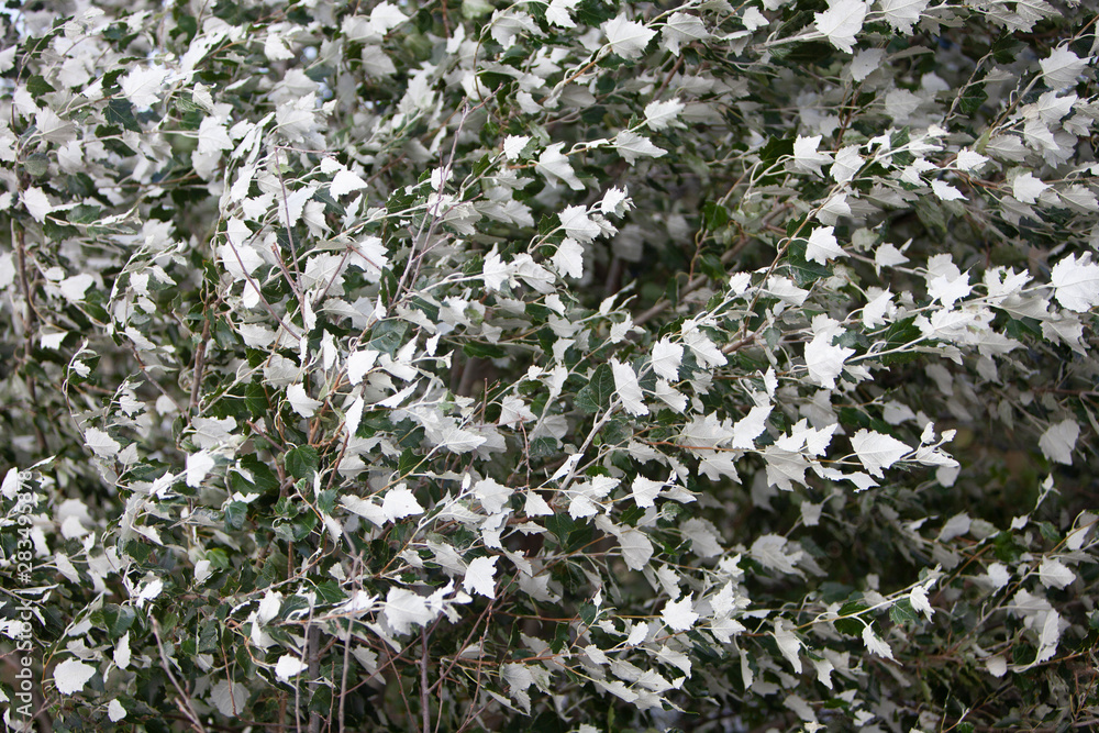 tree populus alba nivea in strong wind shows light underside of leaves ...