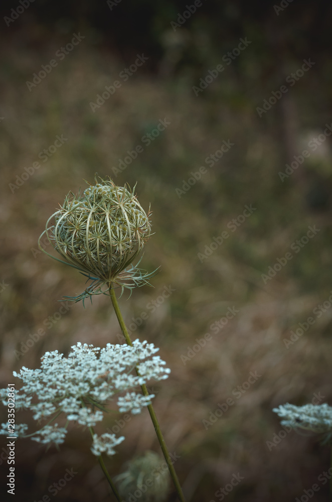 Bud with flowers and Inflorescence with seeds of wild carrots (Daucus ...