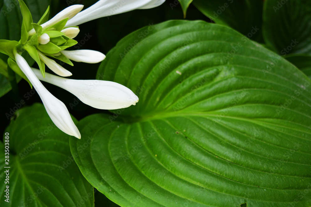 Beautiful and chic white hosta flowers with large exotic leaves and ...