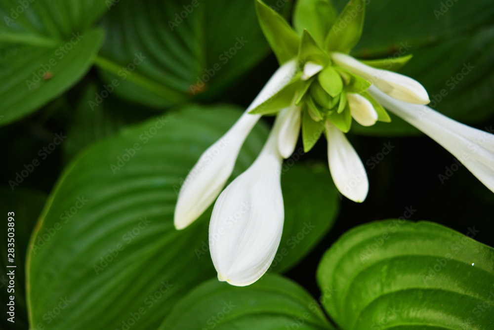 Beautiful and chic white hosta flowers with large exotic leaves and ...