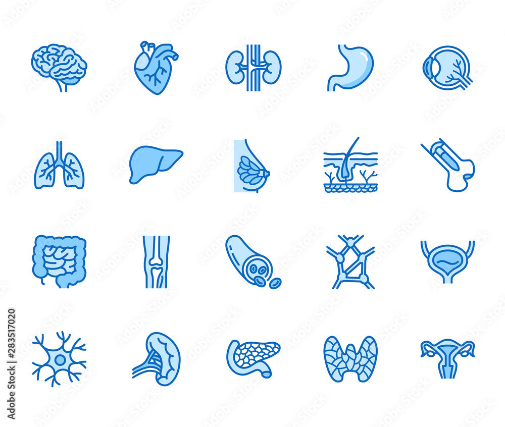 Organs, anatomy flat line icons set. Human bones, stomach, brain, heart ...