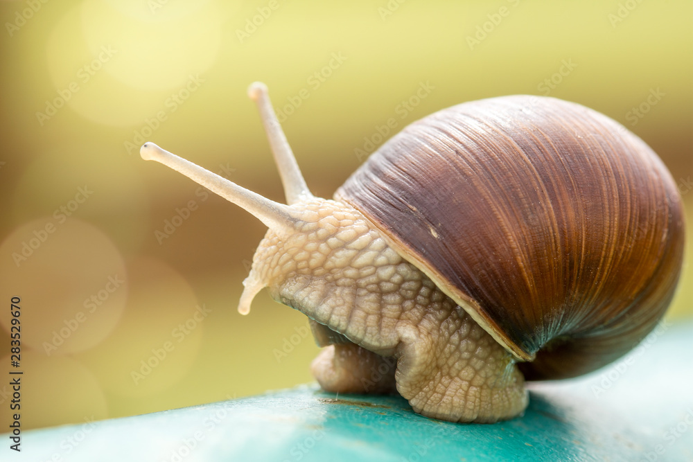 Snail on the metal pole close up view foto de Stock | Adobe Stock