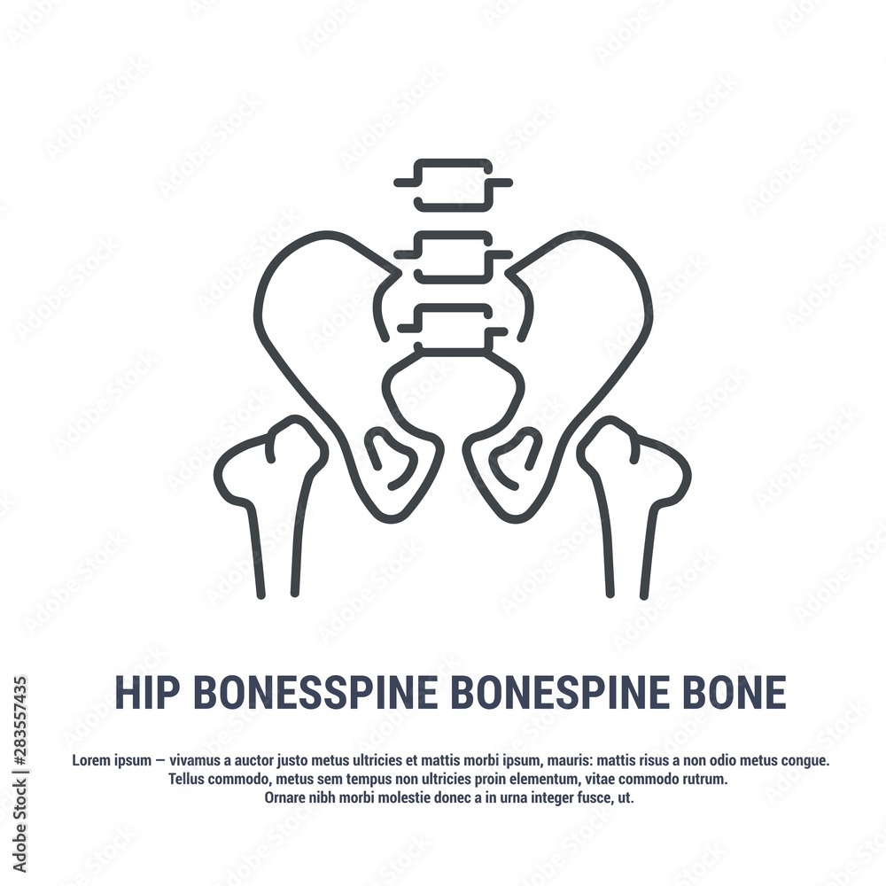 Vector icon. Line design. Hip bone. Bones and structure. Medicine and ...