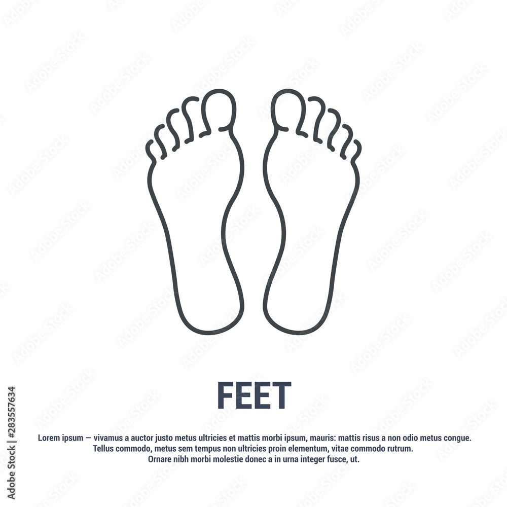 Vector icon. Line design. Feet. Medicine and anatomy. Anatomical ...