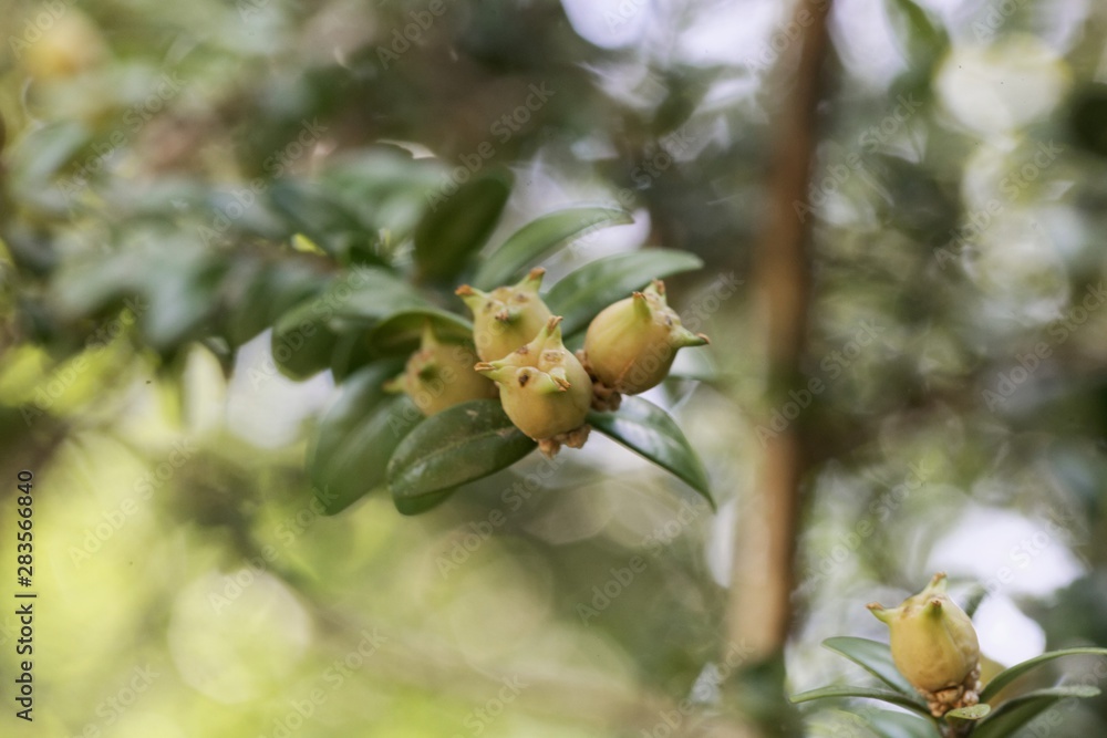 Fruits of a common box, Buxus sempervirens. Stock Photo | Adobe Stock
