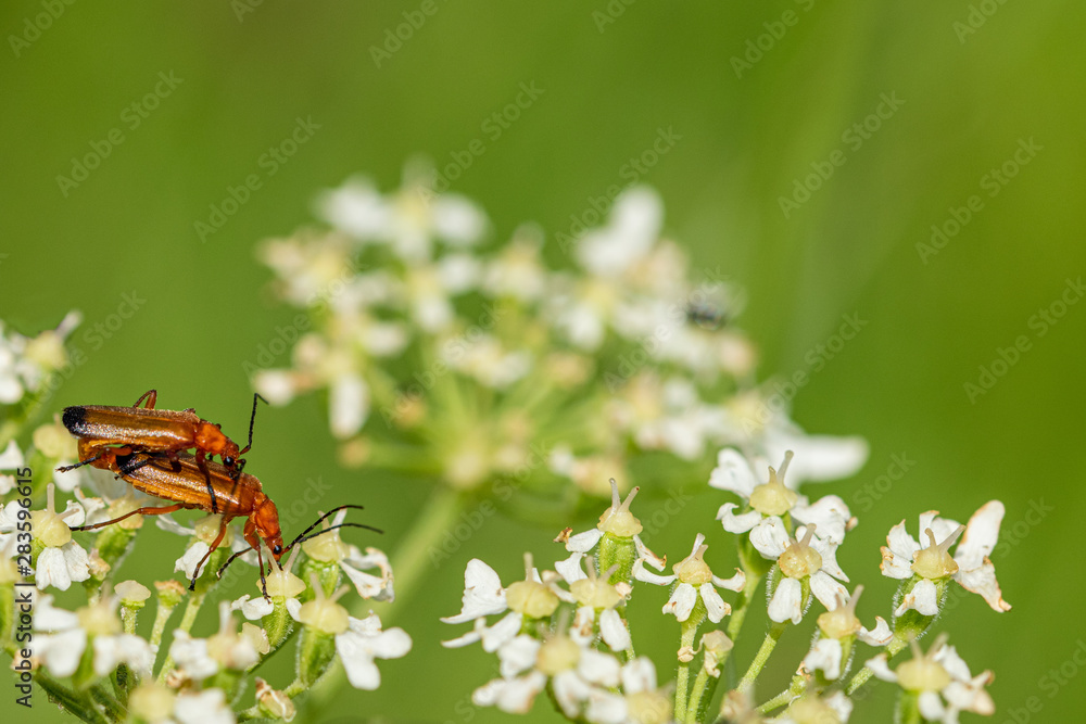 Common red soldier beetle (Rhagonycha fulva also know as Hogweed ...