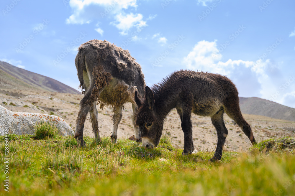 Wildlife donkeys on mountain in Jammu and Kashmir, India Stock Photo ...