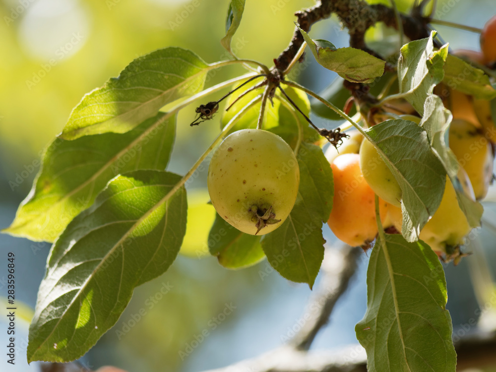 Siberian crab apple or Chinese crab apple with oblong yellow to red ...