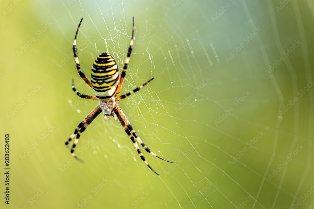 Yellow striped spider outside in green nature in her spider web ...