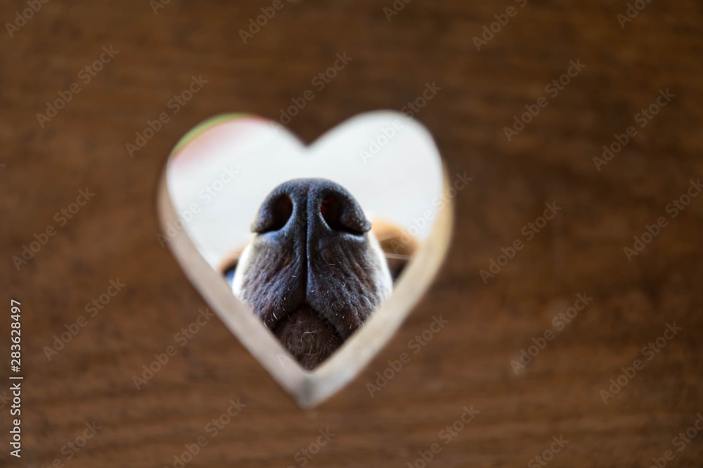 Conceptual portrait. A dog nose through an opening in the form of heart ...