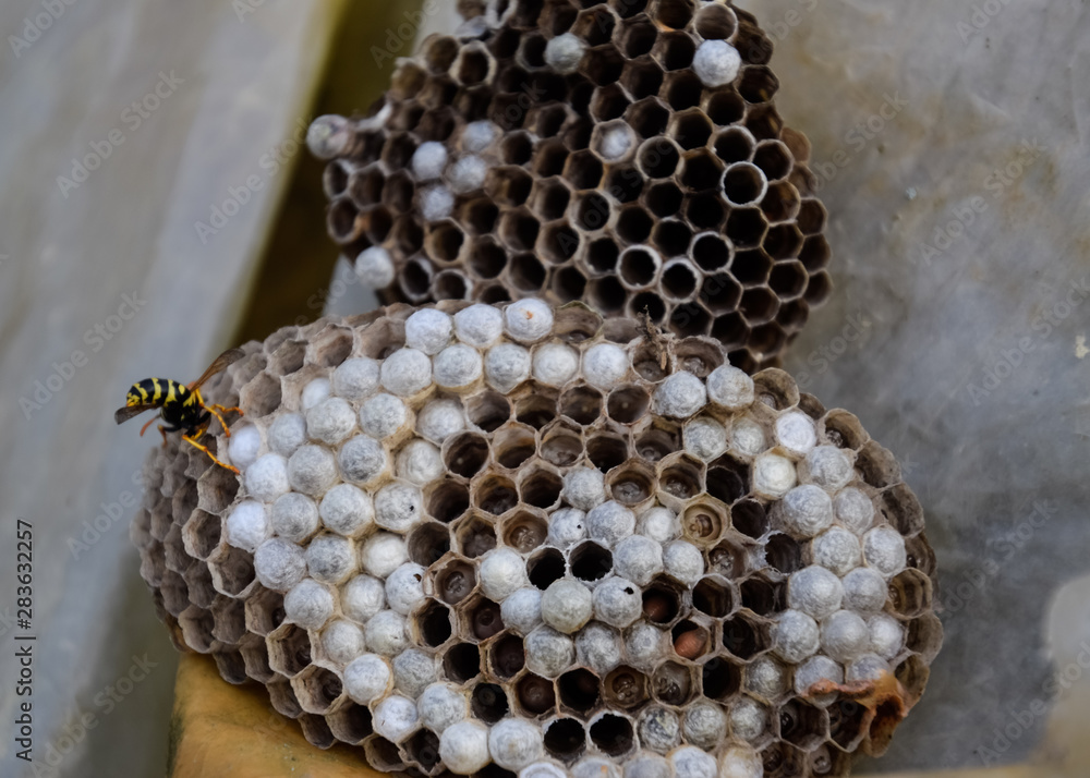 Hornet nest under the roof of the barn. Polist Wasps Nest Stock Photo ...