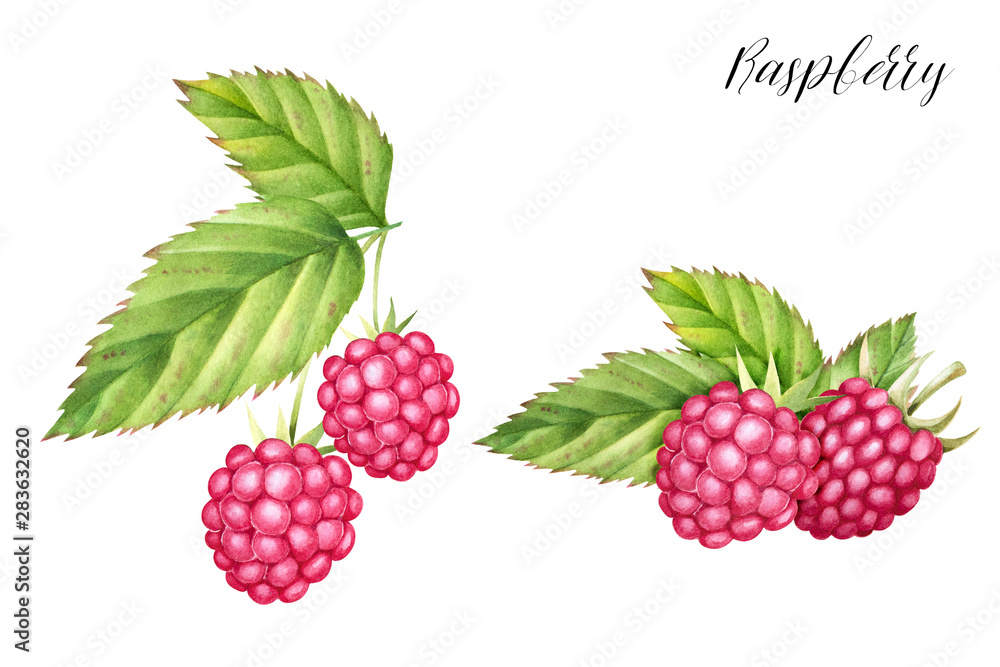 Hand drawn set of raspberries with leaves. Isolated watercolor berry ...