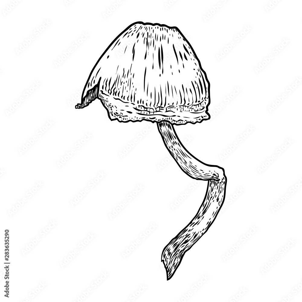 Poison Mushroom. Realistic hand drawing sketch. Vector Stock Vector ...