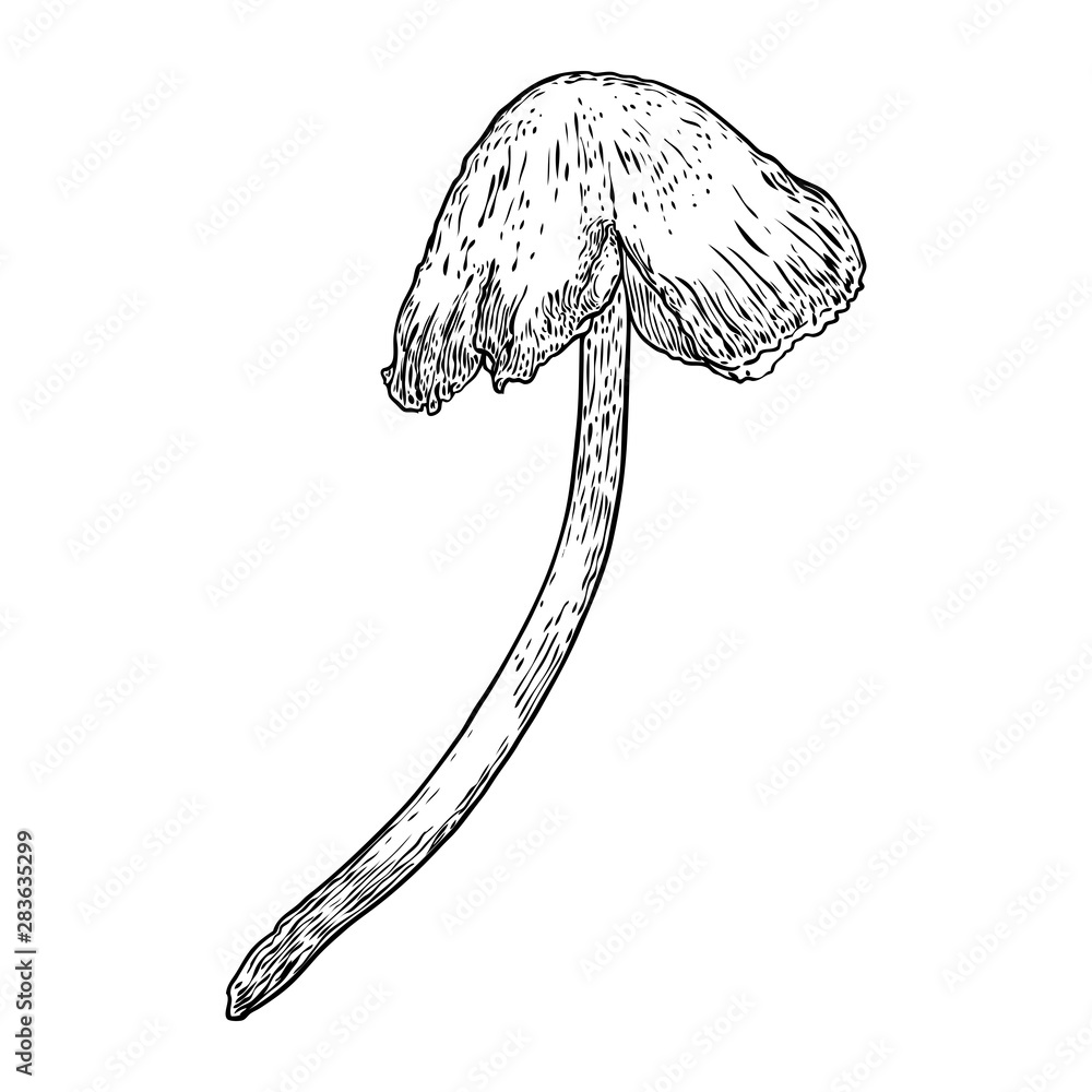 Poison Mushroom. Realistic hand drawing sketch. Vector Stock Vector ...