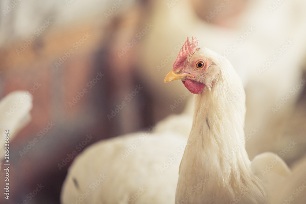 Poster close up de gallina blanca ponedora de huevos – Wall Art | UkPosters