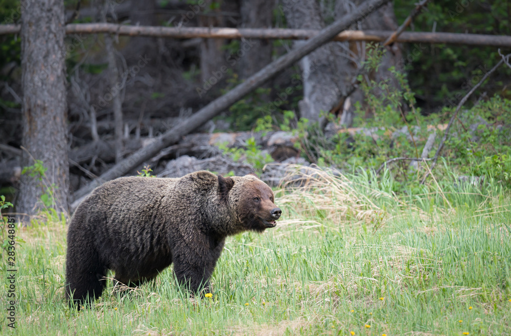 Grizzly bears during mating season in the wild wall mural wallpaper ...