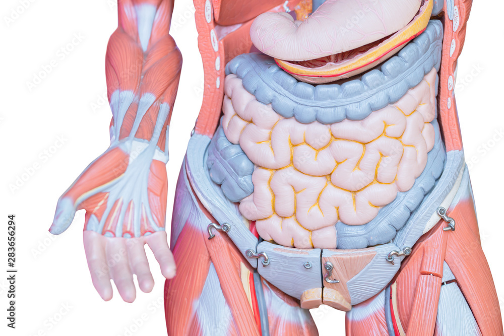 Human internal organ of Abdominal bowel intestine figure model isolated ...