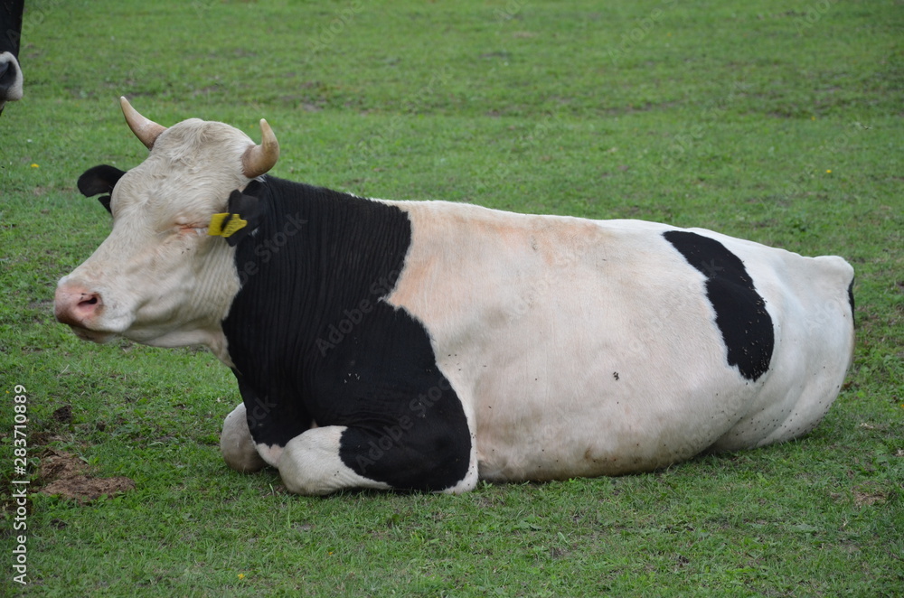 krowa, zwierzak, farma, bydło, gras, pola, rolnictwa, hayfield, krowa ...