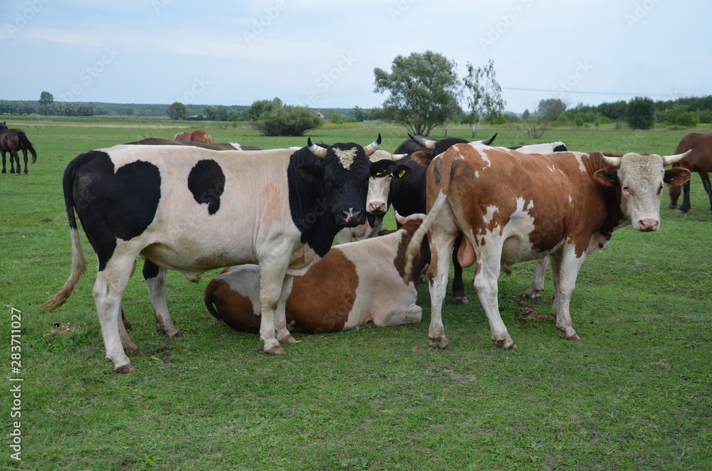 Foto de krowa, farma, zwierzak, bydło, gras, pola, rolnictwa, biała ...
