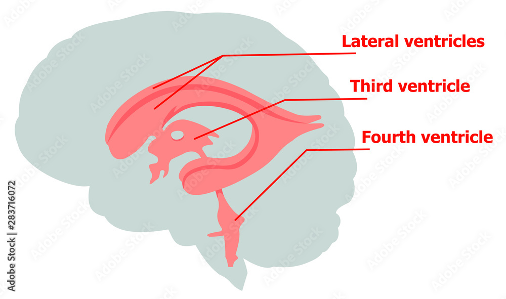 Ventricles of the brain Stock Vector | Adobe Stock