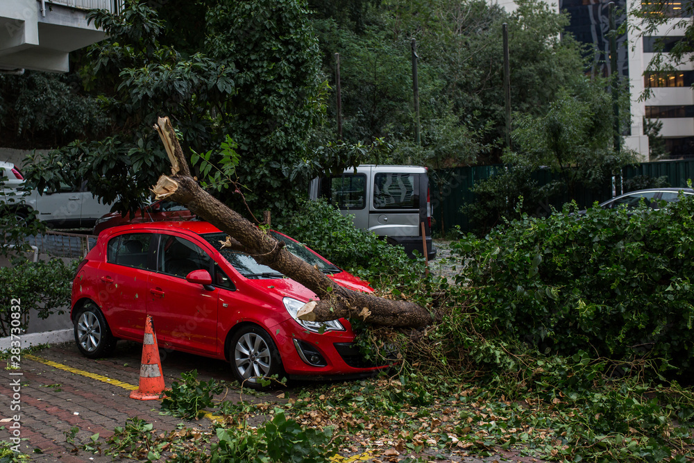 Car under fallen tree. Stock Photo | Adobe Stock