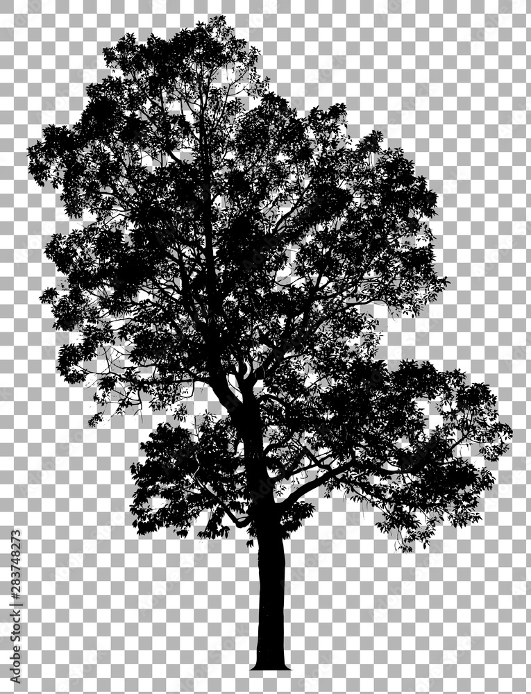 Silhouette tree isolated on transparent background. Clipping path ...