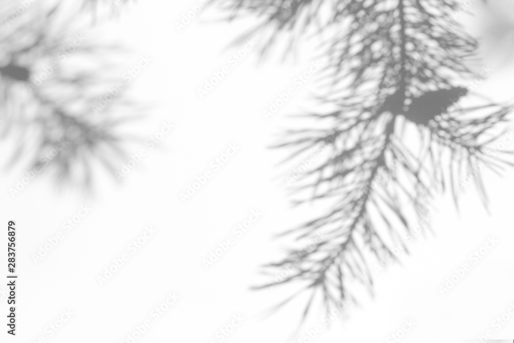 Gray shadow of natural pine tree brunch on a white wall. Abstract ...