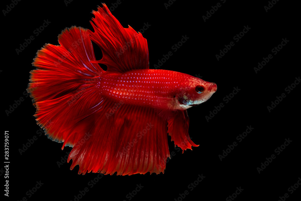 Light red betta fish, Siamese fighting fish was isolated on black ...
