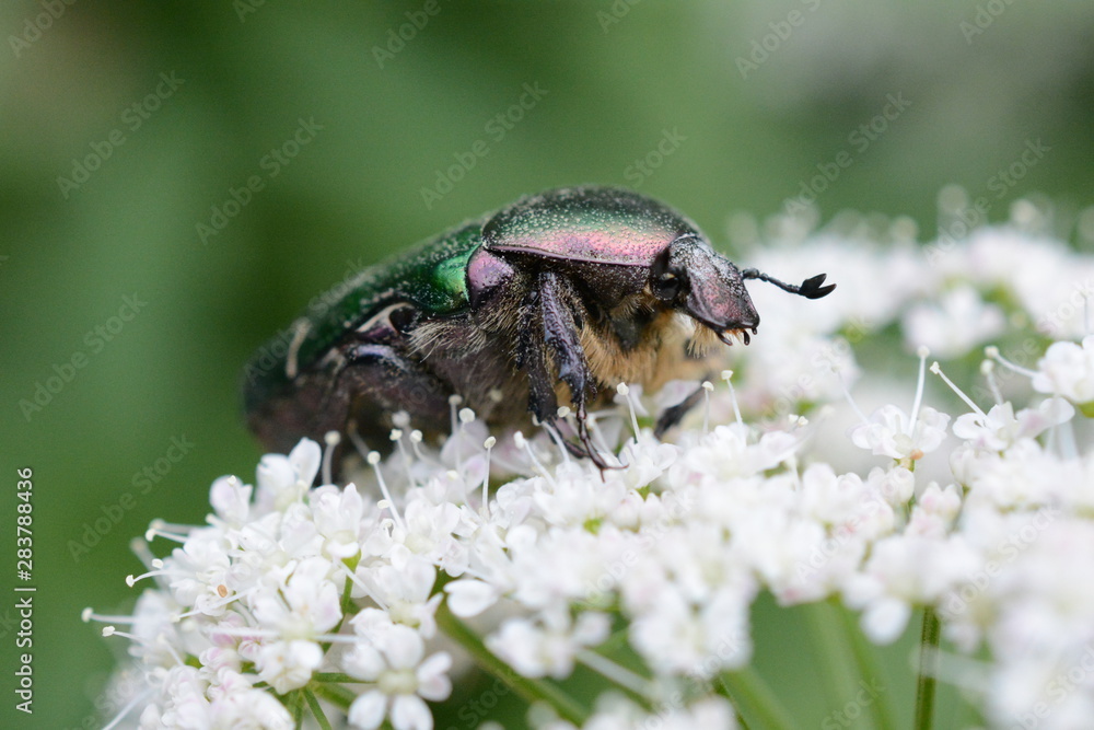 insetto, cetonia aurata, maggiolino verde Stock Photo | Adobe Stock