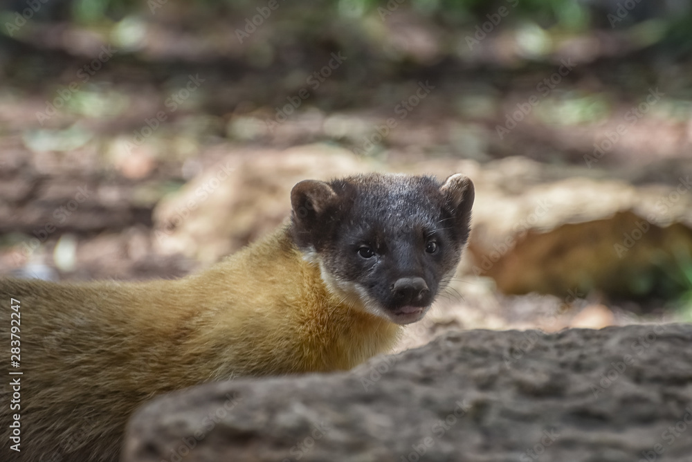 Yellow-throated marten, Martes flavigula, kharza, the largest marten in ...