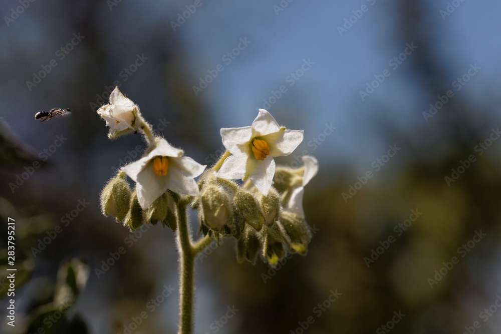 Flowers of a dwarf tamarillo, Solanum abutiloides. Stock Photo | Adobe ...