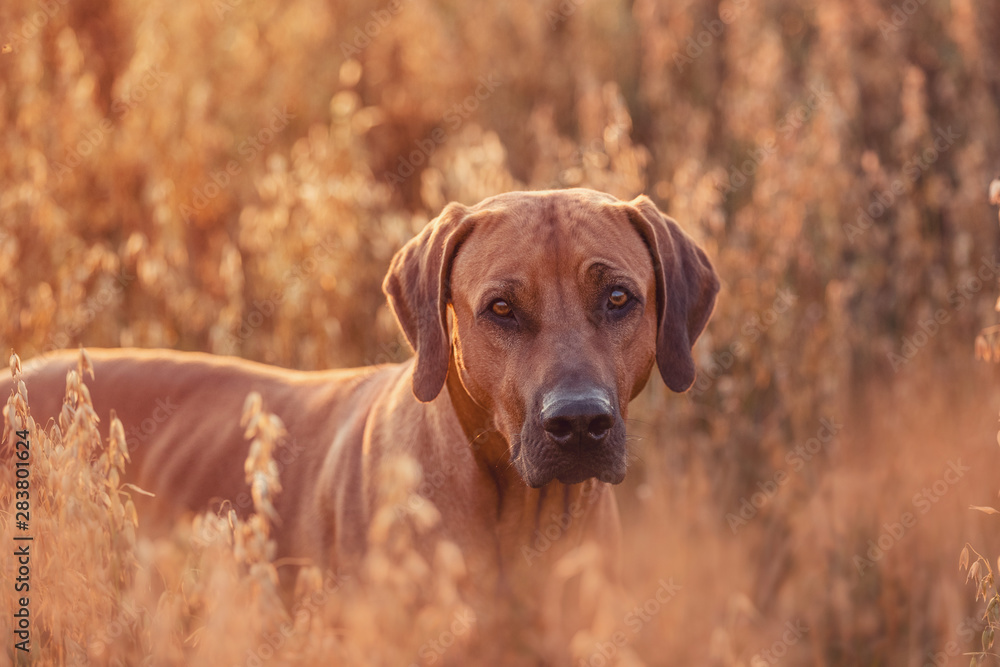 Rhodesian ridgeback in the field of oats. Stock Photo | Adobe Stock