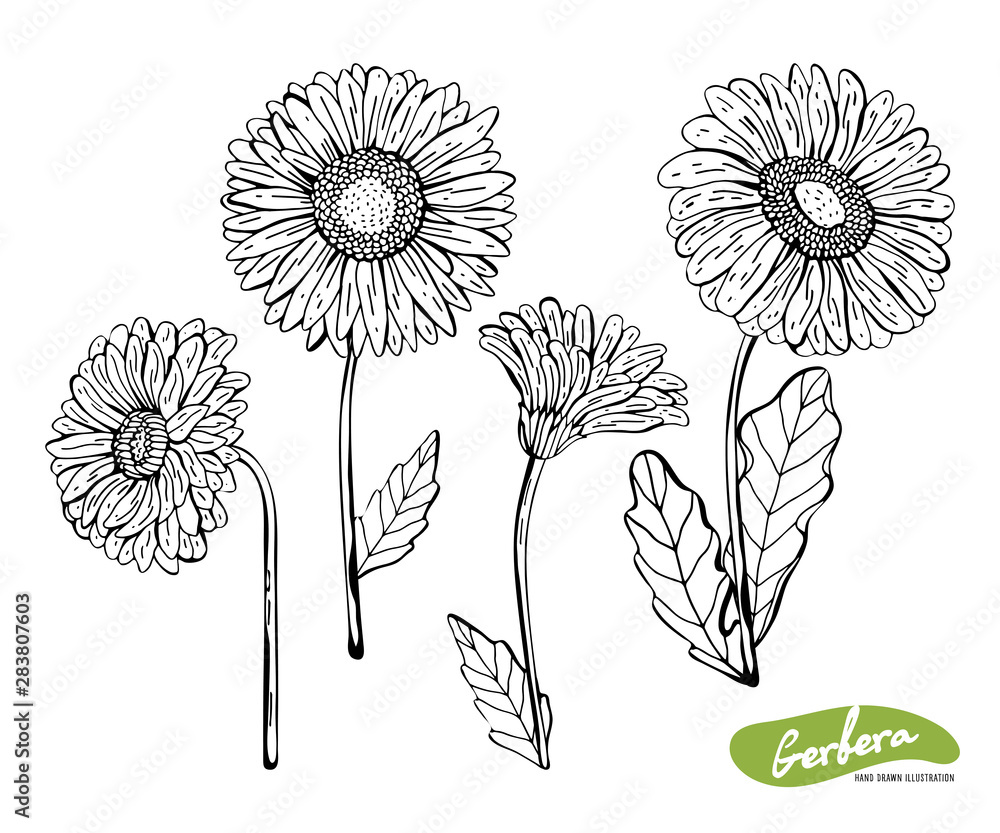 Gerber Daisy Illustration